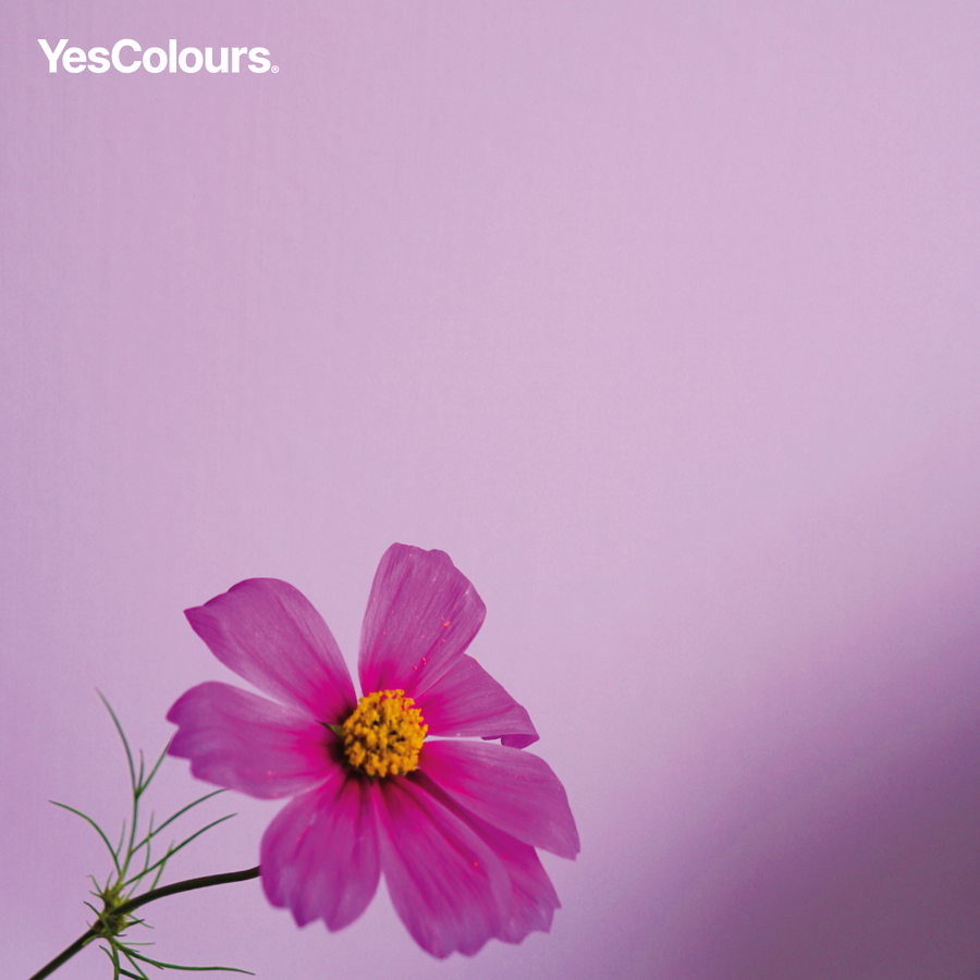 YesColours | Fresh Pink matt emulsion paint