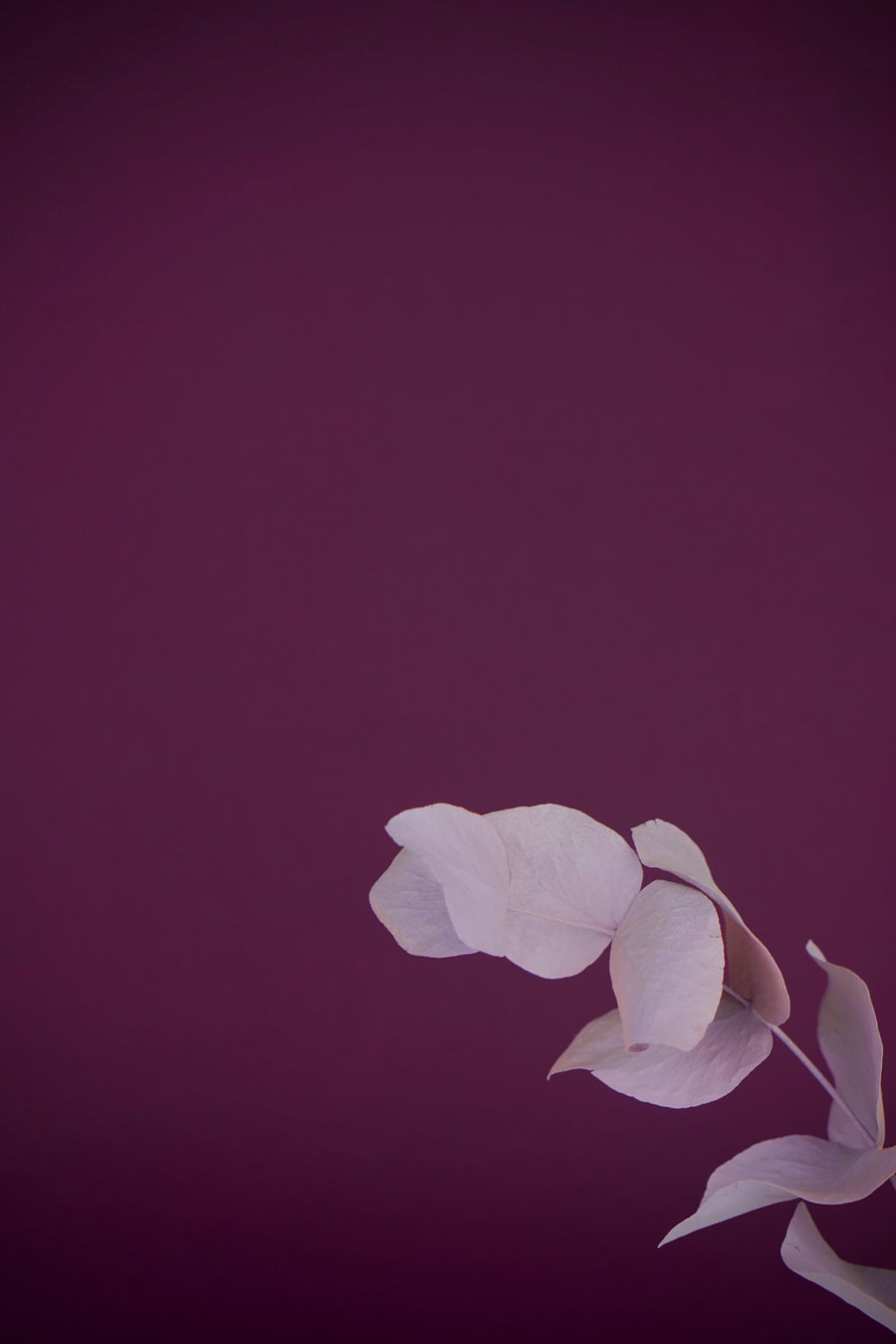 YesColours | Loving Pink matt emulsion paint