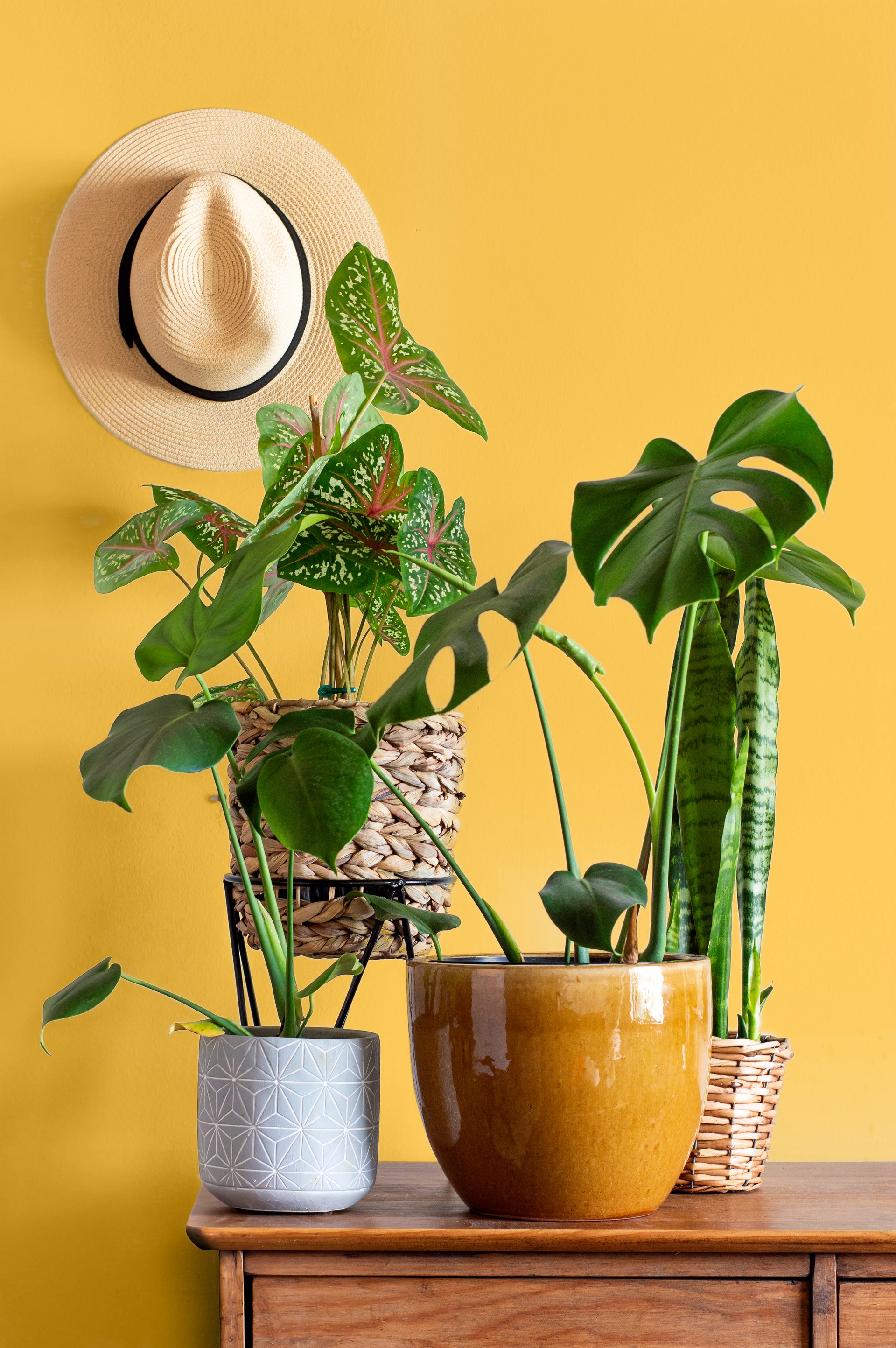 YesColours | Mellow Yellow Matt Emulsion Paint | Eco Paint by YesColours