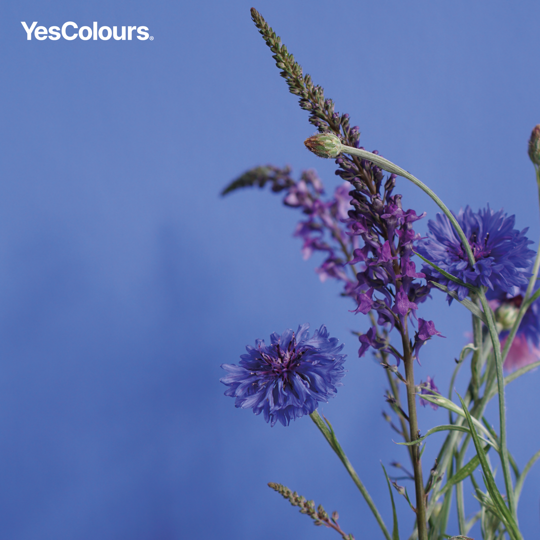 YesColours | Paint Sample Pots | Test YesColours Sustainable Paint at Home