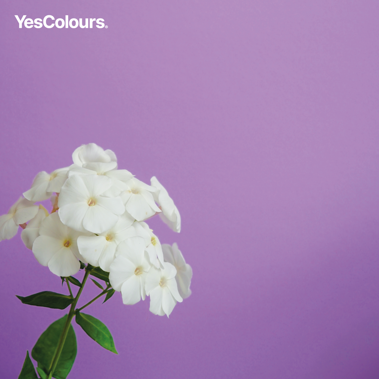 YesColours | Joyful Lilac paint sample (matt, 60ml)