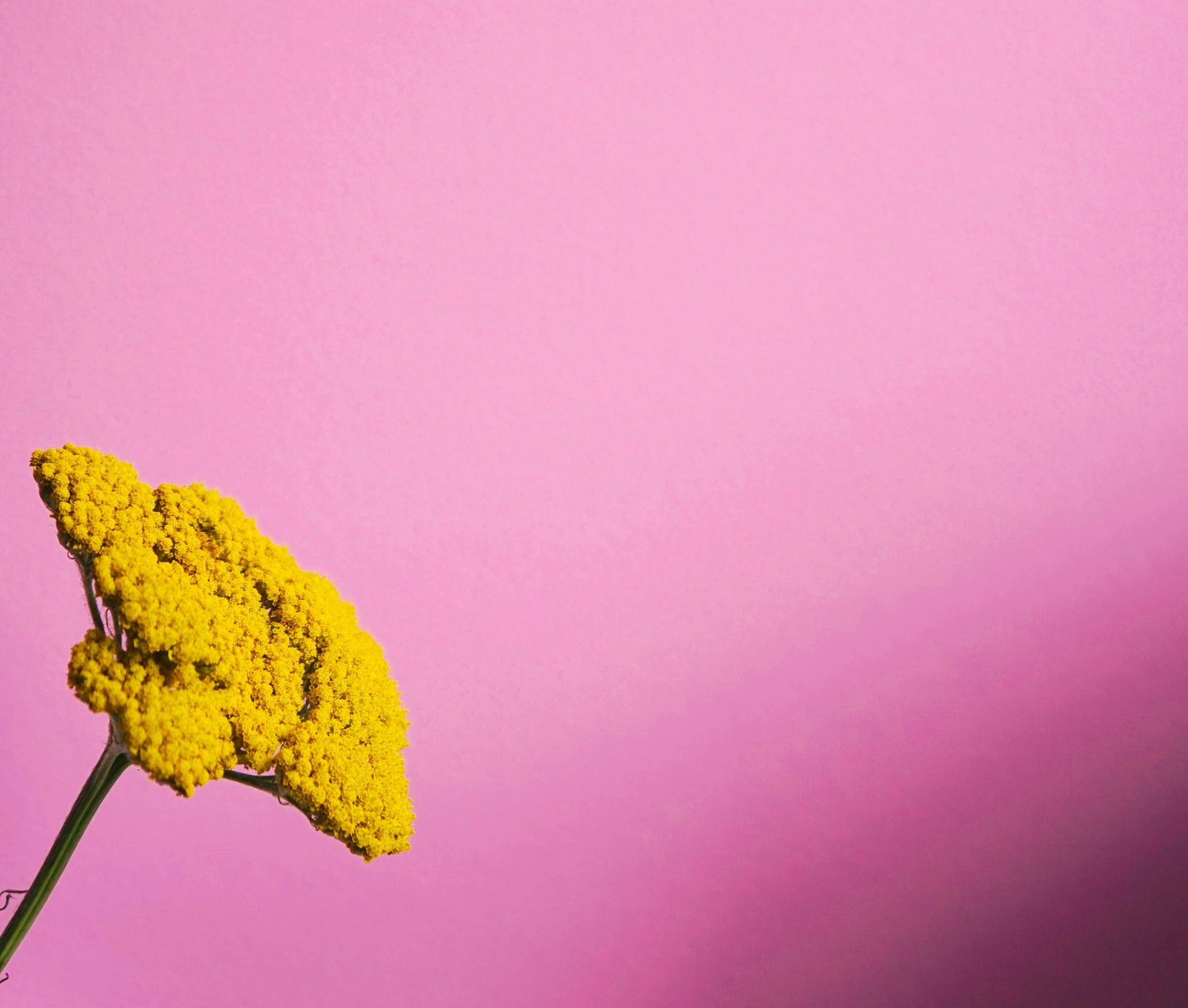 YesColours | Joyful Pink paint sample (matt, 60ml)